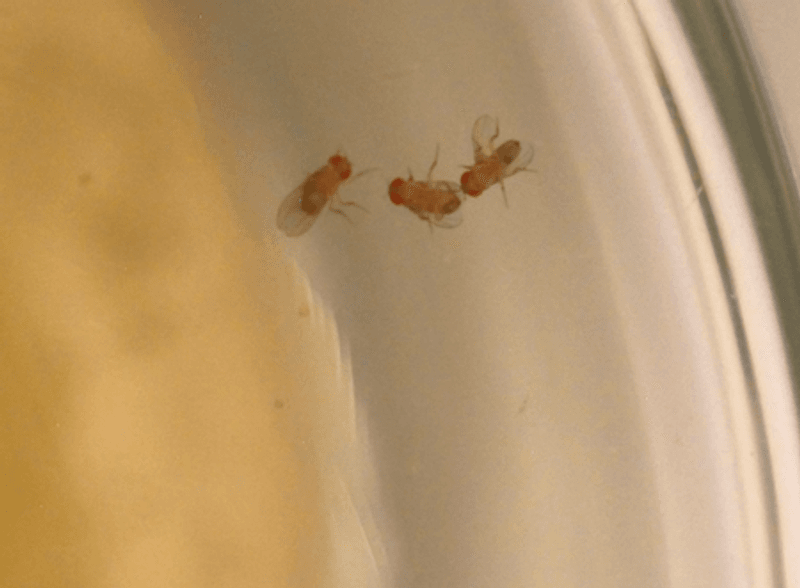 The World’s Longest Parasites Can Reach A Stomach-Churning 40 Meters ...