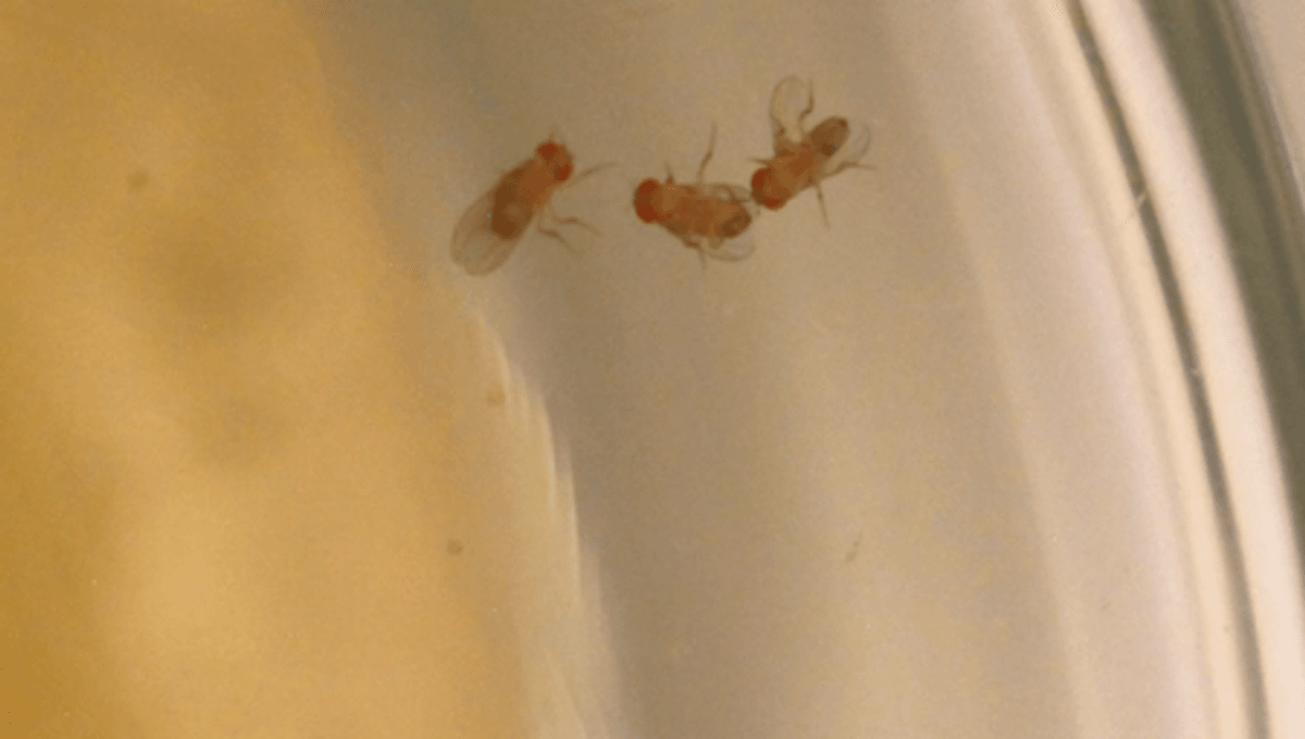 While Others Fight, Males Of One Drosophila Fruit Fly Species Make Love ...
