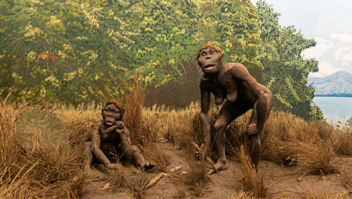 What Was Motherhood Like For Homo Erectus Females? | IFLScience