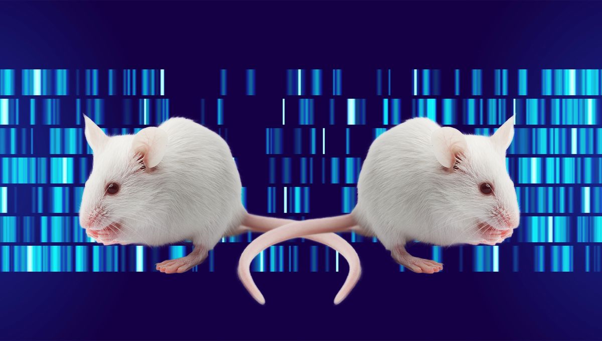 You Can Clone Mice 57 Times In A Row, But No More, Scientists Discover ...
