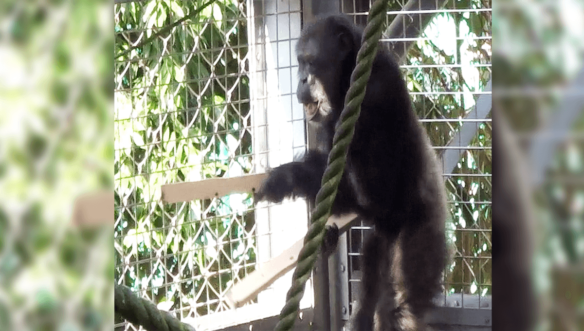 Talented Chimpanzee Spotted Drumming And Vocalizing At The Same Time ...