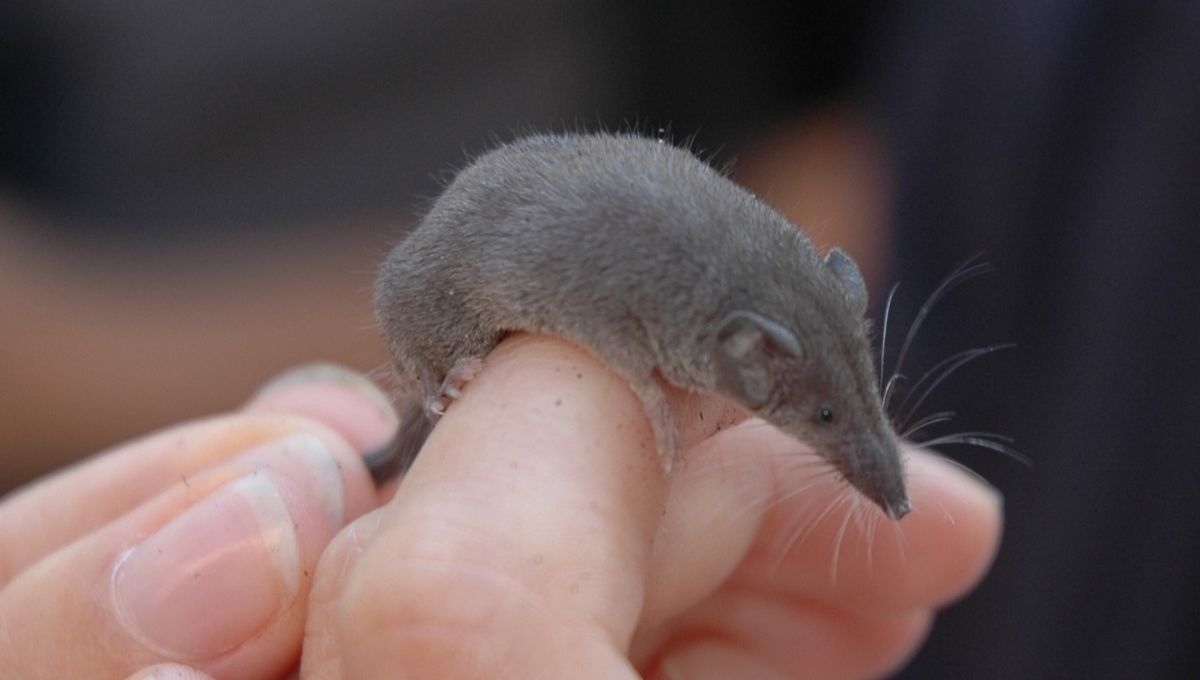 The Etruscan Shrew Is The World’s Smallest Mammal By Mass, And It ...