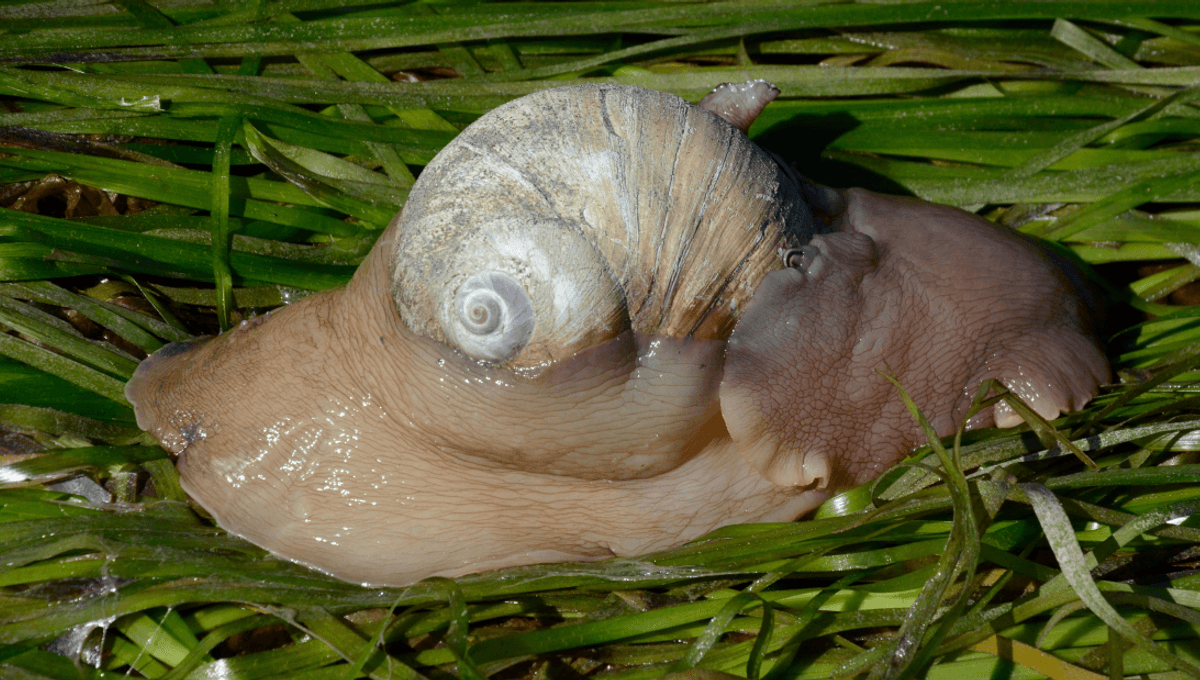 The Lewis’ Moon Snail’s Blob-Like Body Can Expand Until It’s So Large ...