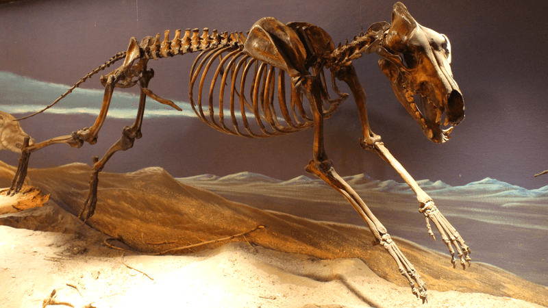 Why Did Dinosaurs Like T. Rex Have Such Tiny Arms? | IFLScience