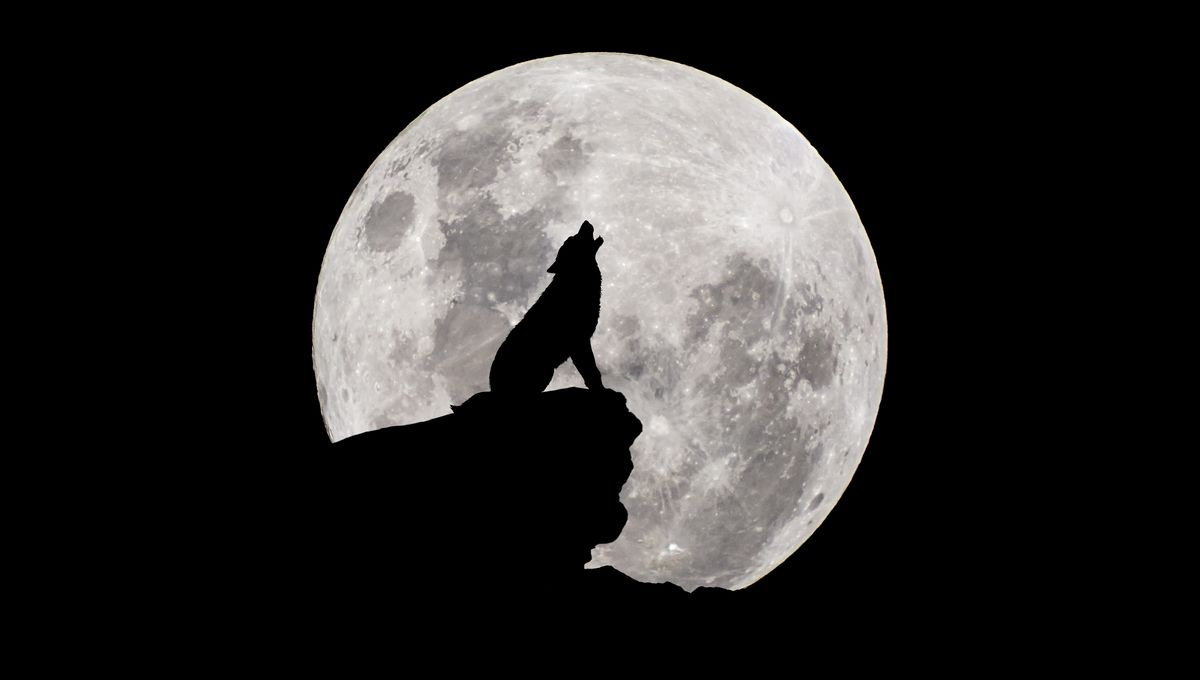 Clinical Lycanthropy: The "Exceptionally Rare" Condition Where Your ...