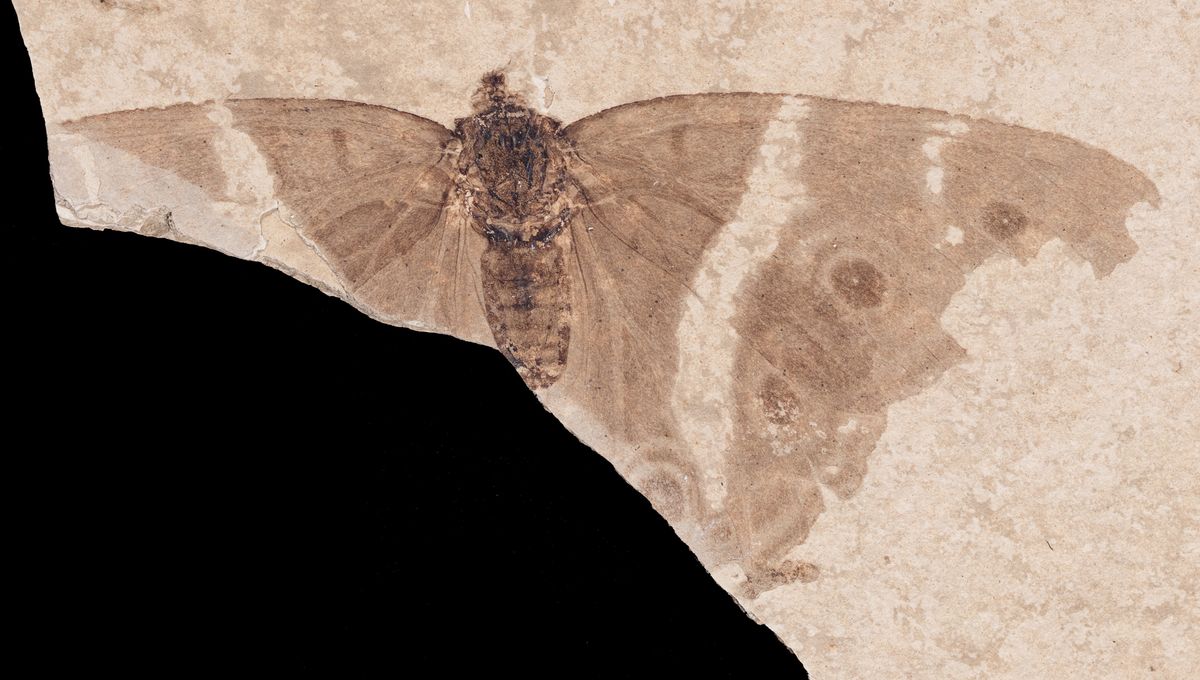Incredible Fossil Revealed As Earliest Known Emperor Butterfly Dating ...