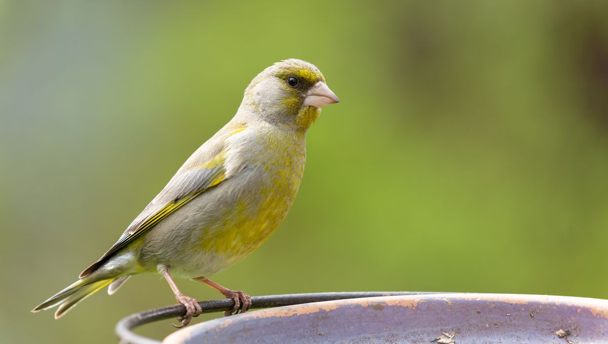 Is It Time To Stop Feeding The Birds In Your Garden? Leading ...