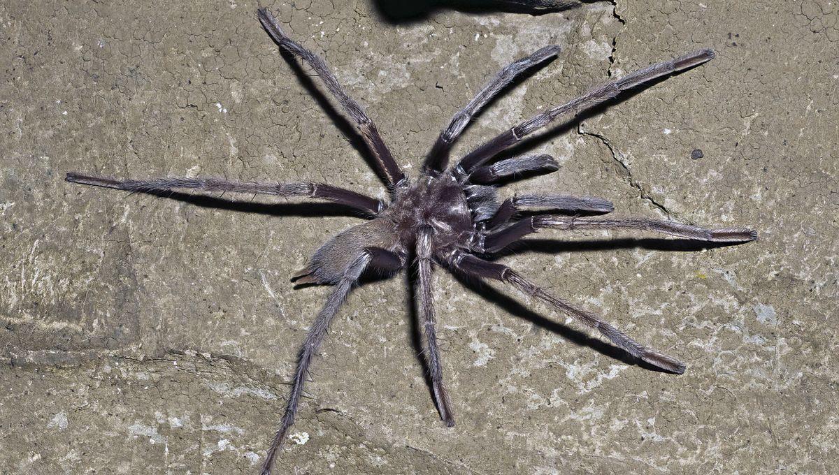 How Do Tarantulas Find Their Way Home? New Study Looks At Spider ...