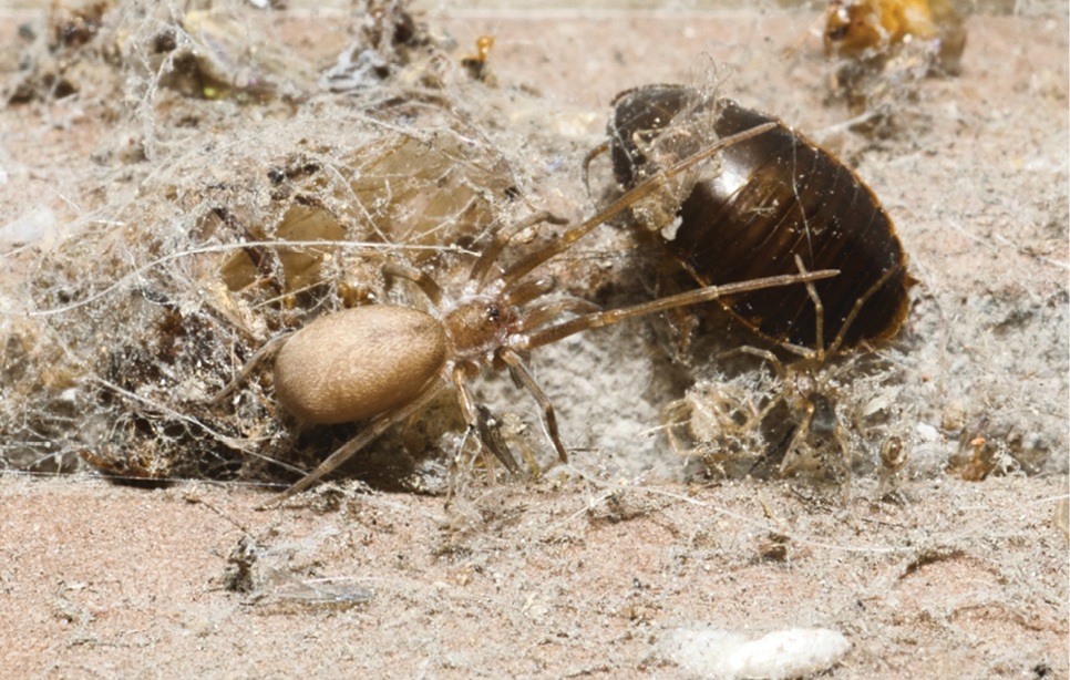 New Species Of Wall-Dwelling Colombian Spider Named After Iconic Rock ...