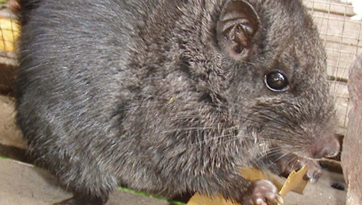 The Laotian Rock Rat Is A "Living Fossil" Belonging To A Family ...
