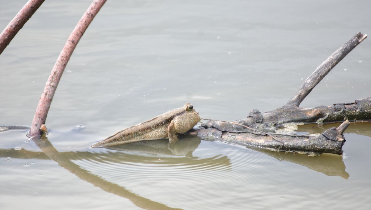 The Evolutionary Journey Of Animals From Ocean To Land Took Millions Of ...