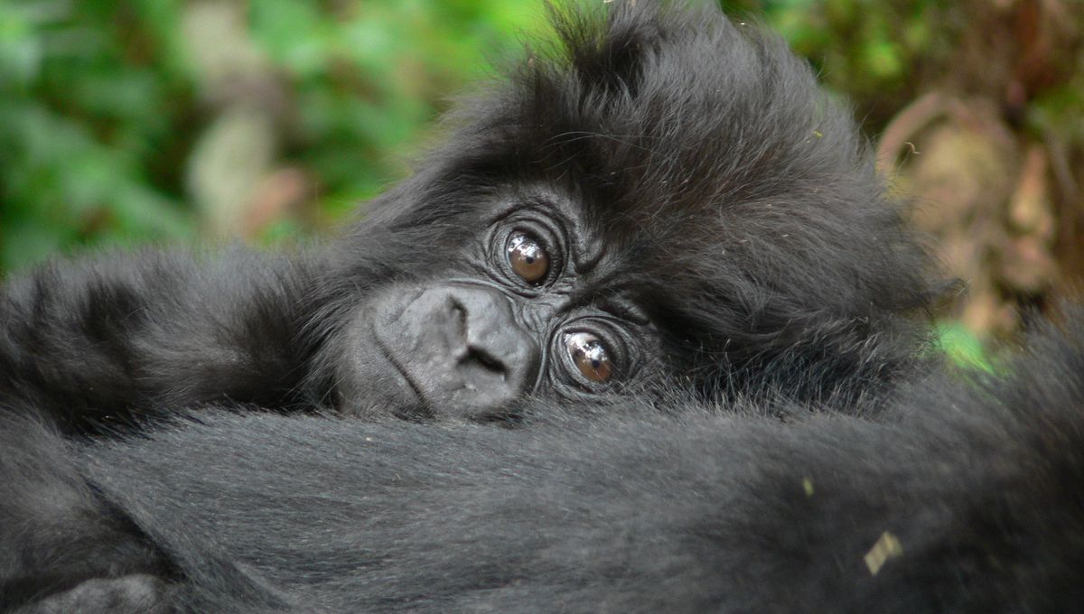 New Netflix Documentary "A Gorilla Story: Told By David Attenborough ...