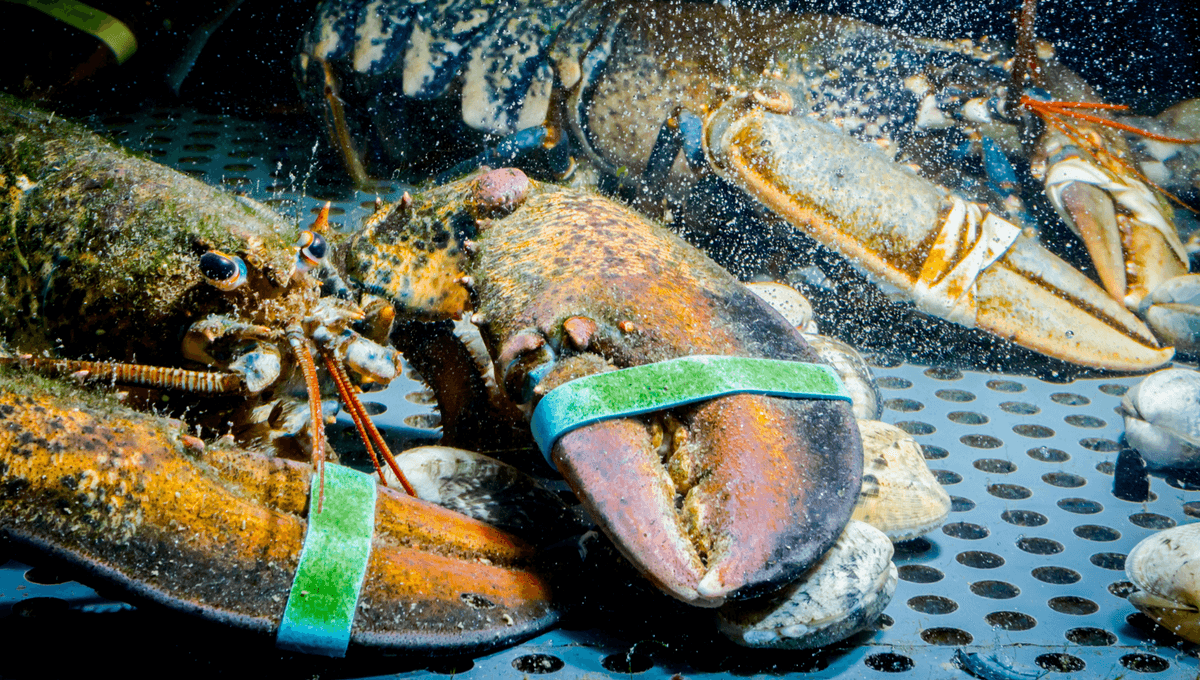 Painkillers Relieve Lobsters Of Their Suffering, Suggesting Their ...