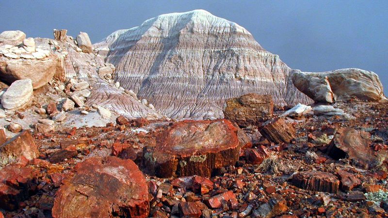 One Of The World’s Rarest Birds Just Hatched At San Antonio Zoo ...