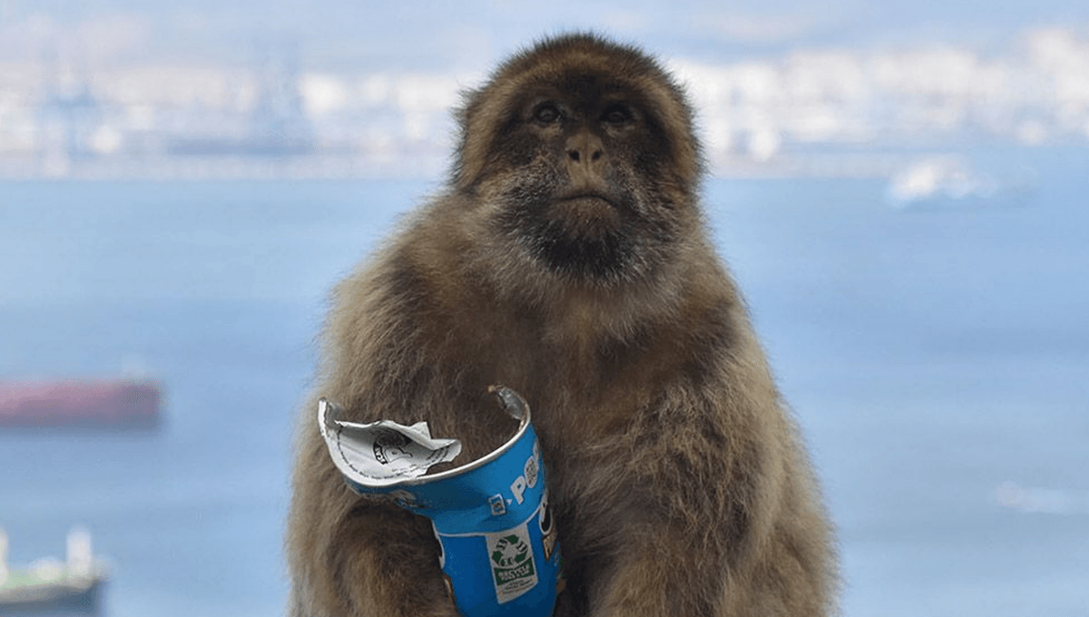 Monkeys In Gibraltar Have Learned To Eat Soil To Cope With Their Junk ...