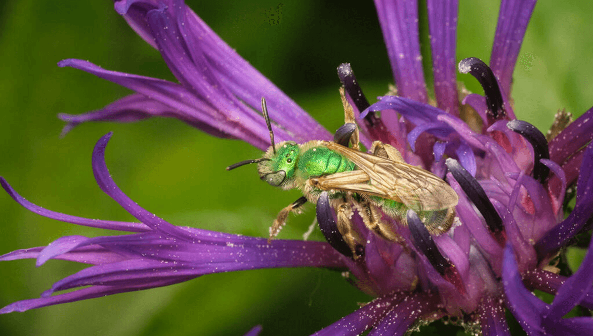 Color-Changing Bees: Citizen Science Photographs Help Researchers ...