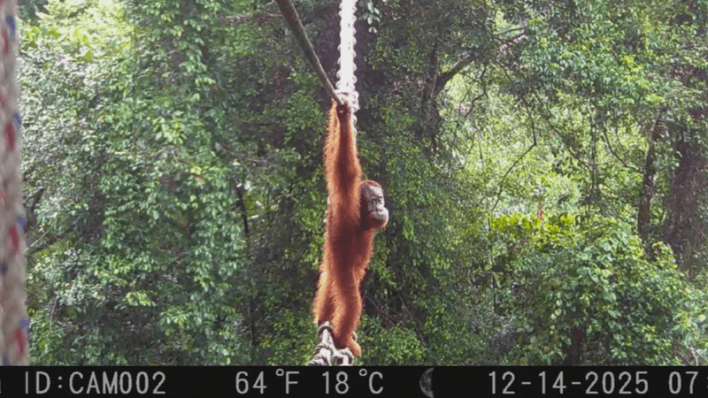 Why Has No One Ever Built A Bridge Over the Amazon River? | IFLScience