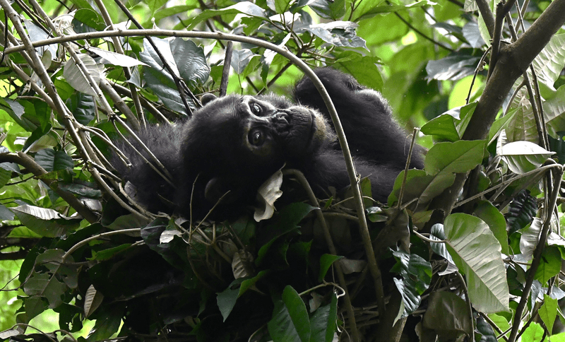 Bear-Sized Snow Sloths? Meet Megalonyx, The Ice Age Giants That Lived ...