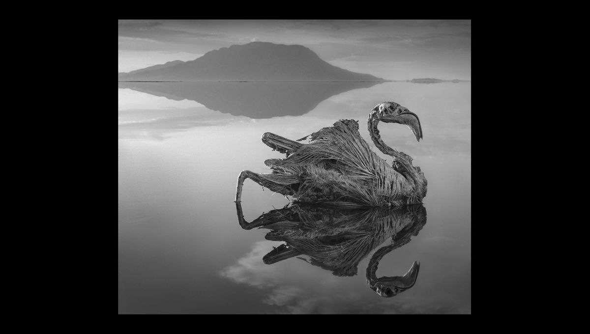 Lake Natron Doesn't Turn Animals Into Stone, It Calcifies Them Into ...