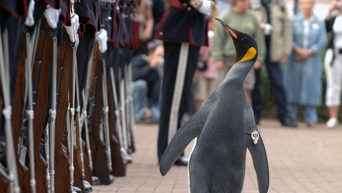 Meet Major General Sir Nils Olav III, A Member Of The Norwegian Army ...