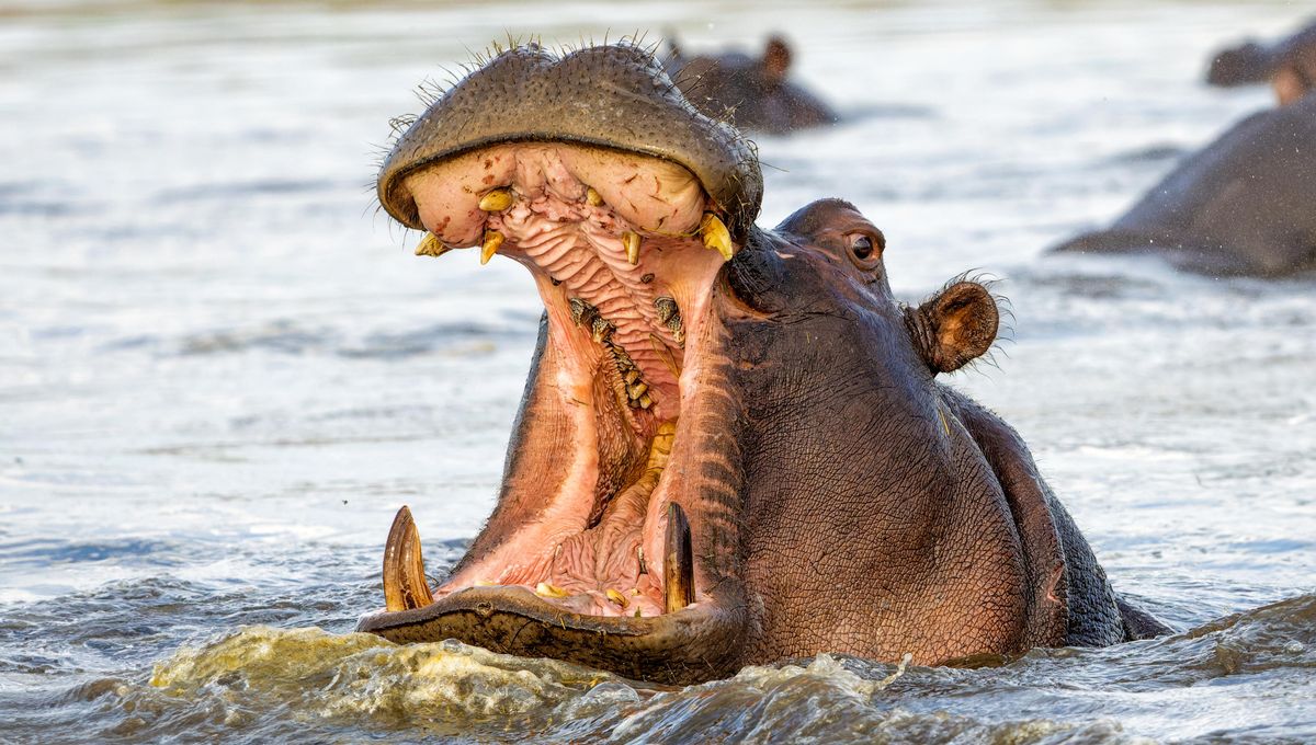 There’s A New “Hungry” Hippo Horror Movie, But Are Hippos Really The ...