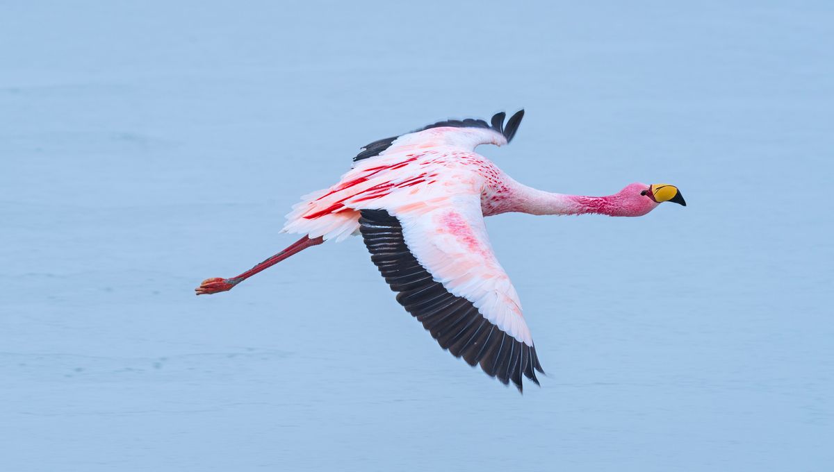 Flamingos Are Pink Because Of What They Eat – Could We Make Them Blue ...