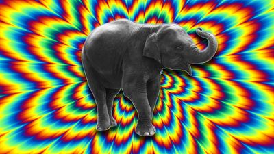 In 1962, A 14-Year-Old Elephant Was Shot With Unprecedented Quantities ...
