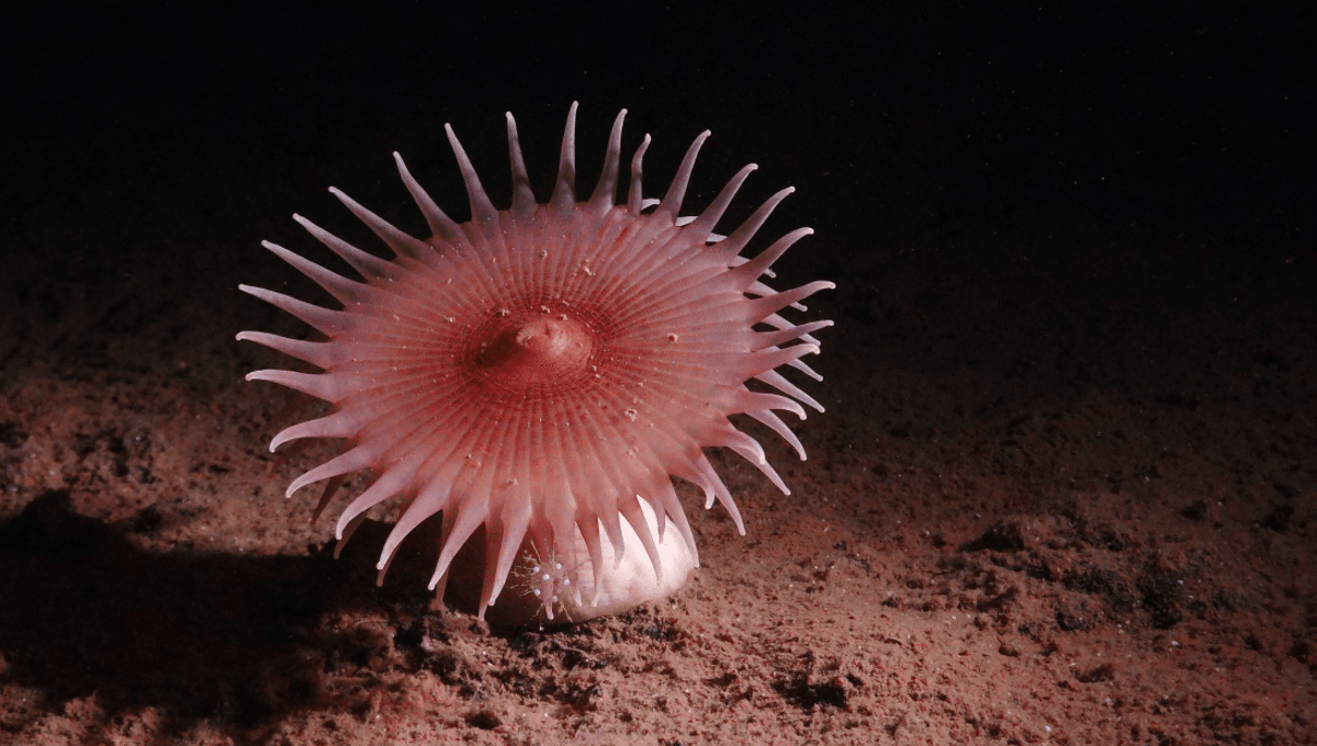 50 Years Of Deep-Sea Mining Experiments Concludes Harvesting At Vents ...