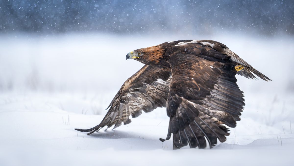 The Cult Of The Sun Bird: The Golden Eagle Was Sacred to Native ...