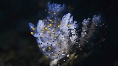 Thecacera Sesama: New Nudibranch Species Discovered Off Taiwan Named ...