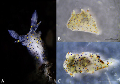 Thecacera Sesama: New Nudibranch Species Discovered Off Taiwan Named ...