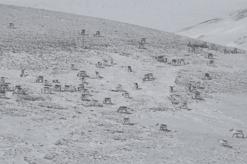 Caribou News, Articles | IFLScience