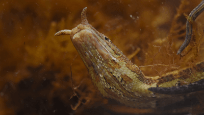 The Tentacled Snake: Why Would A Snake Have Tentacles? To Predict The ...