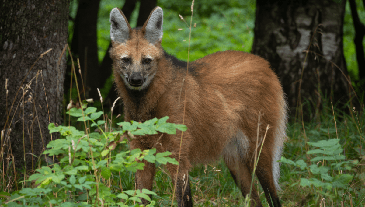 Maned Wolves: Why Do Some Zoos Smell Like Someone's Smoking Cannabis ...