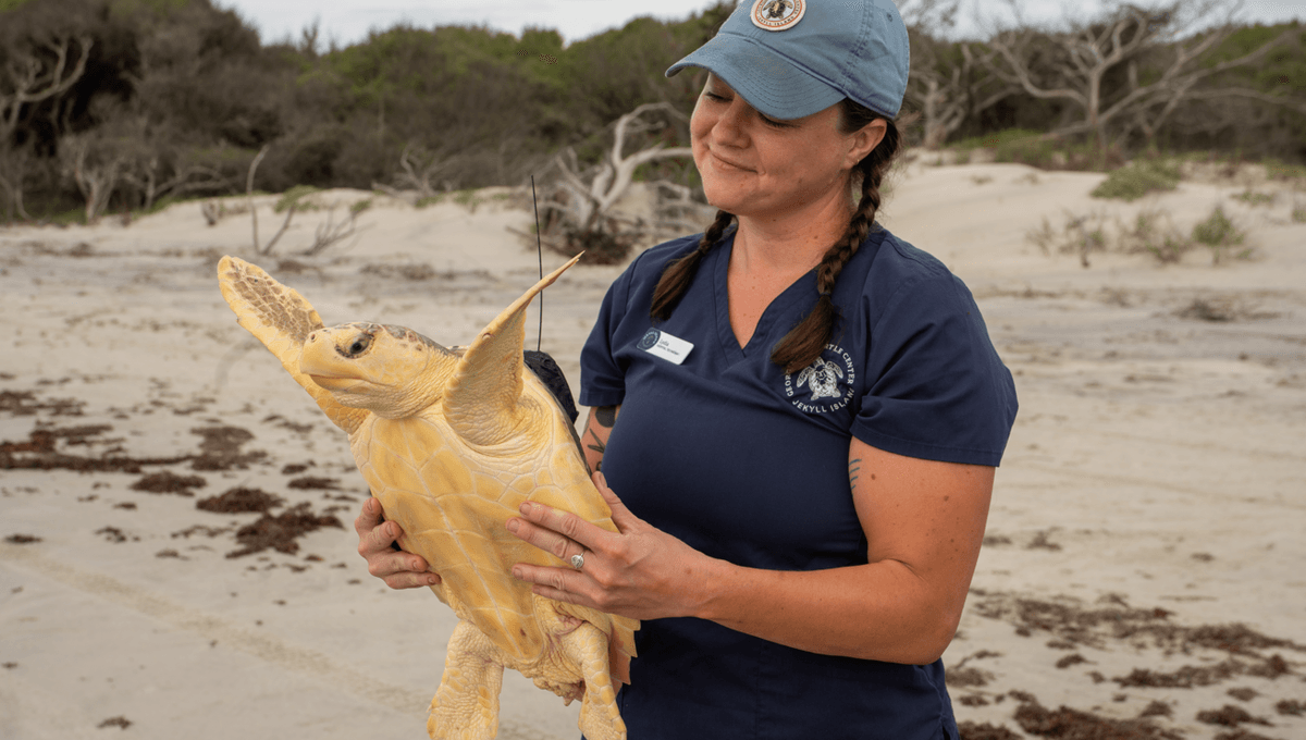 Experts Recovered A Rare Hybrid Sea Turtle Off Massachusetts Coast ...