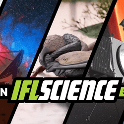 Latest Science News, Articles | IFLScience