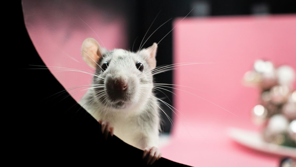 A Human "Language Gene" Was Inserted Into Mice And Strange Things ...
