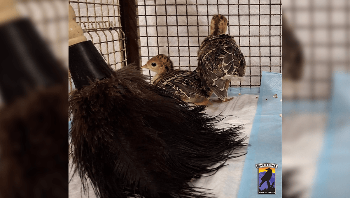 Two Tiny Turkey Poults Recover At Wildlife Center With A Feather Duster ...