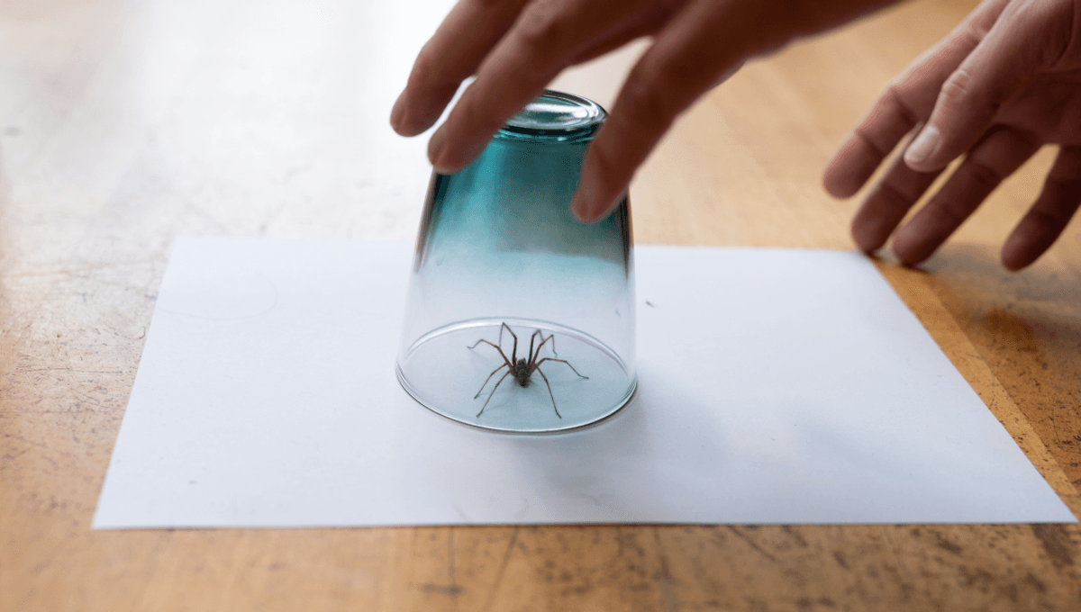 How Did House Spiders Become Dependent On Human Homes For Survival If ...