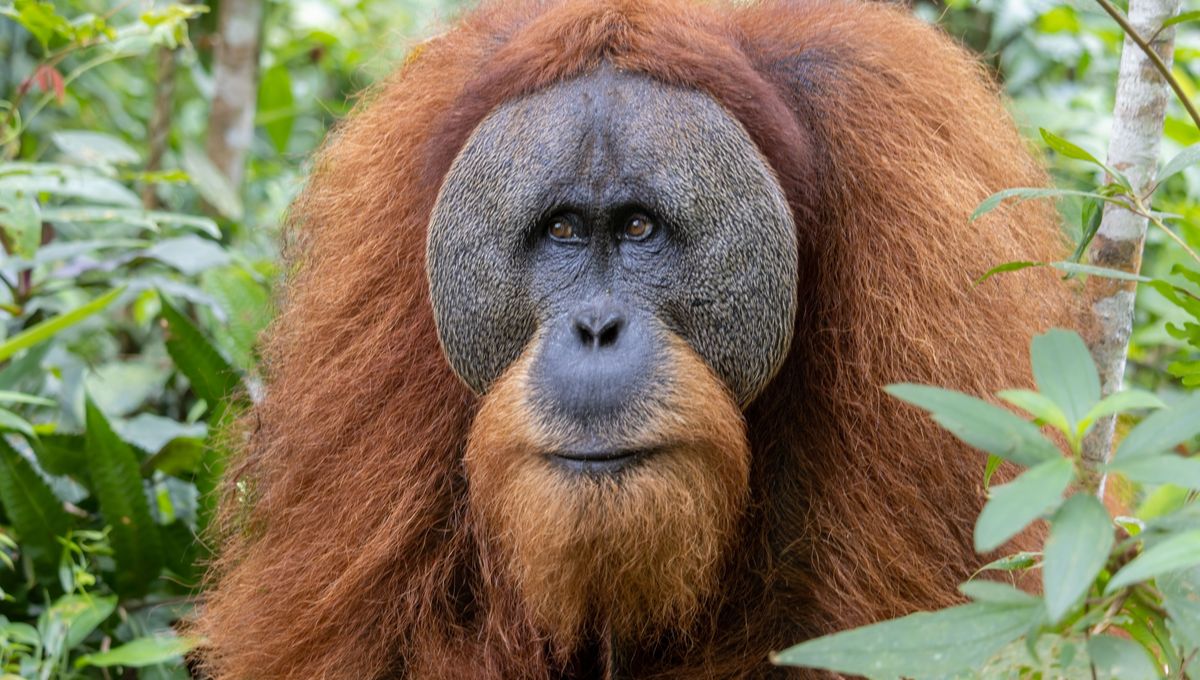 Cyclone Senyar Killed 7 Percent Of A Critically Endangered Orangutan ...