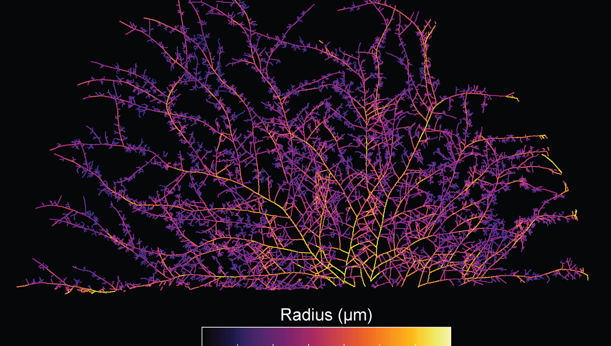 World-First Map Of Earth's Underground Fungal Network Could Shows It ...