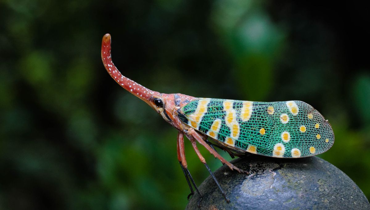 How Many Species Of Animal Are There On Earth? The Answer Could Be Far ...