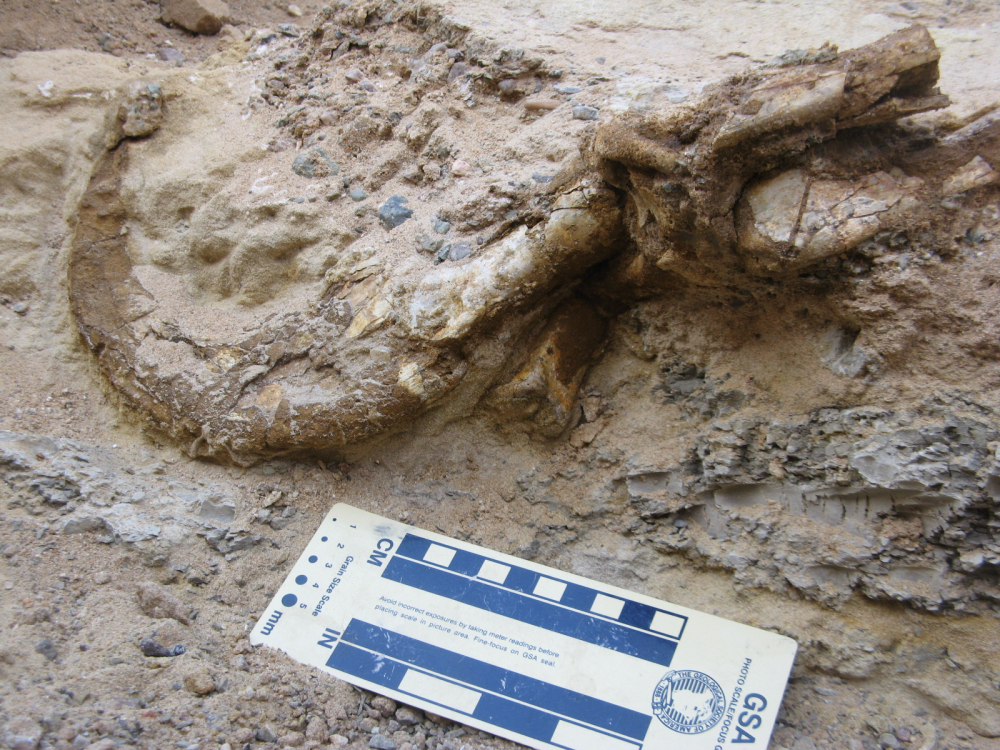 The Longest Claws Of Any Land Animal Ever Were Over A Meter Long – What ...